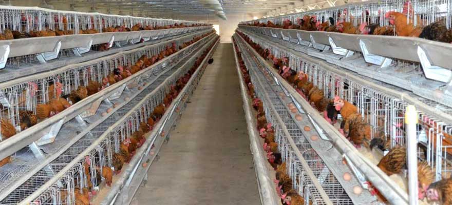 Optimizing Poultry House Plans for 1000 Chickens: Design, Construction, and Management Strategies